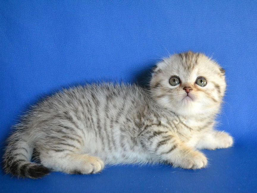 Вислоухие пятнистые котята