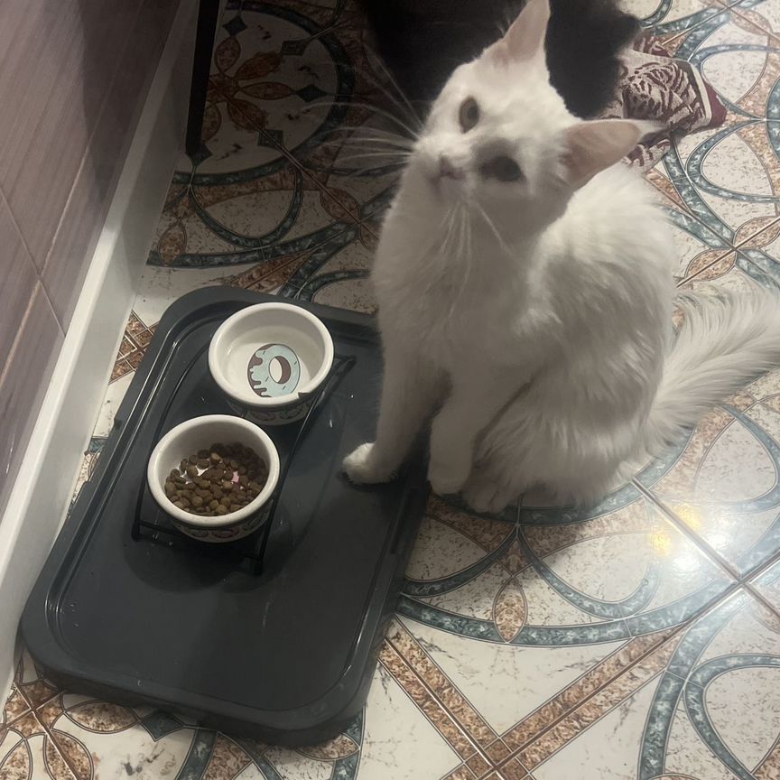 Мейн-кун, взрослая кошка