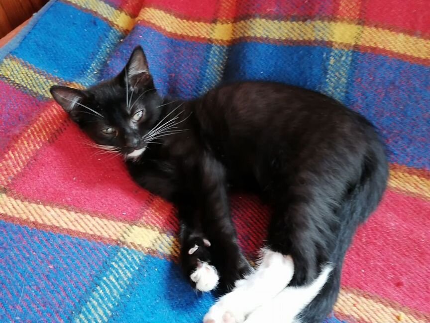 Кошка