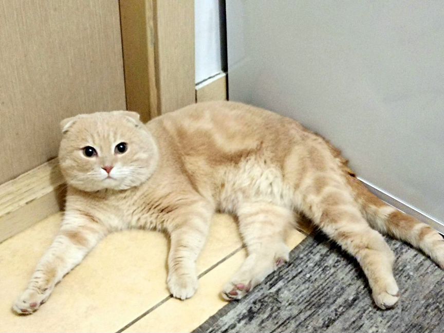 Котик Абрикос с охдс, 2-3 года. Кастрирован