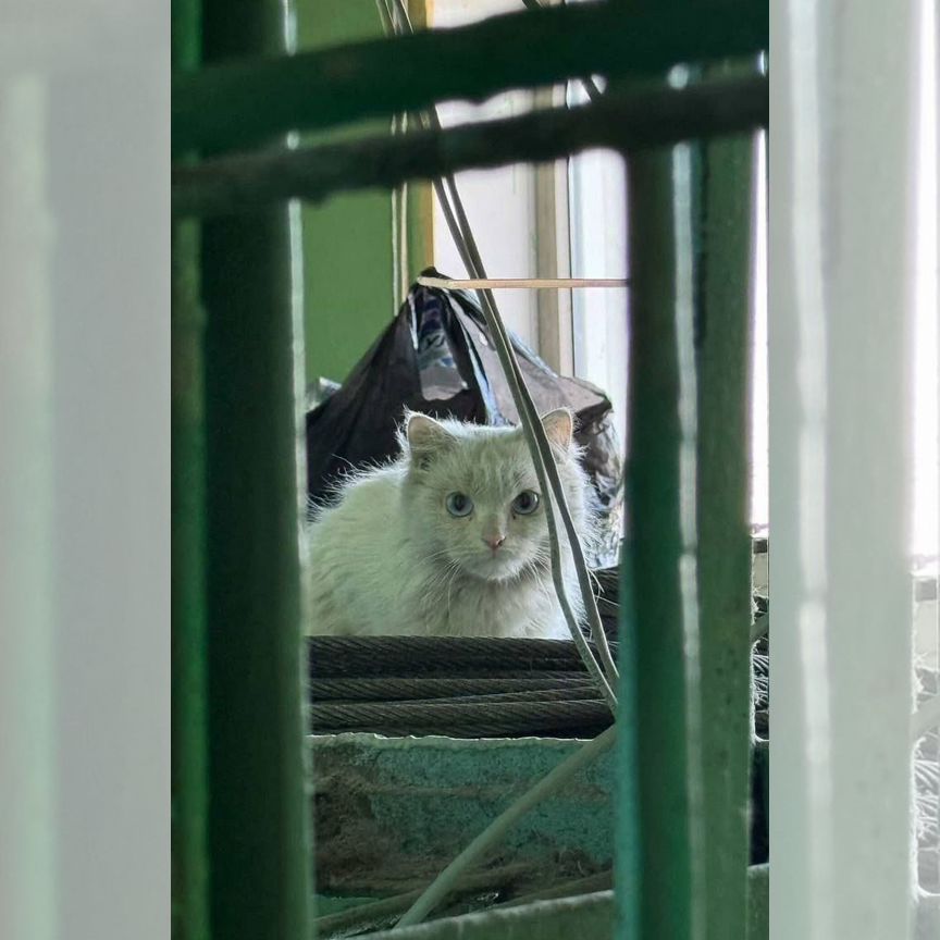 Турецкая ангора, взрослая кошка