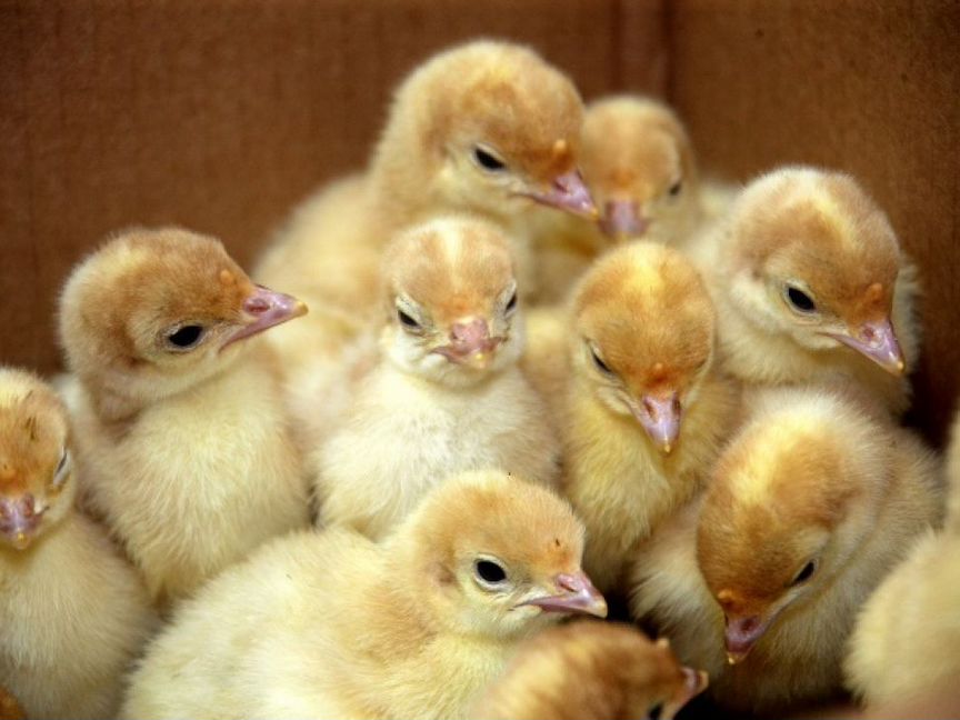 Индюшата. Утята