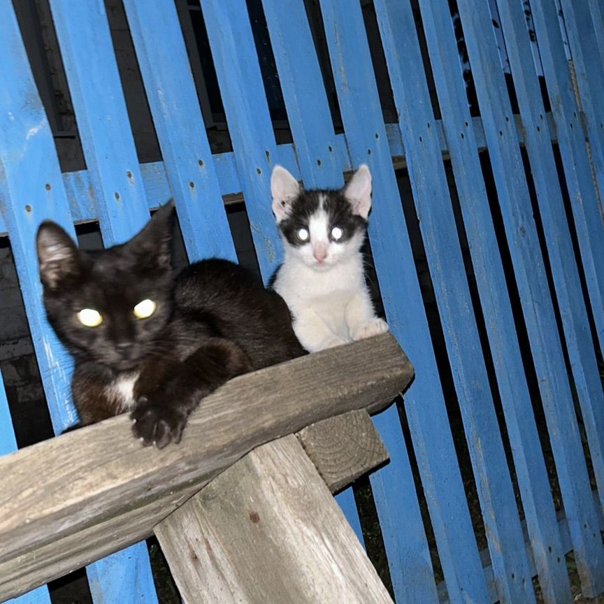 Котята в добрые руки два мальчика одна девочка