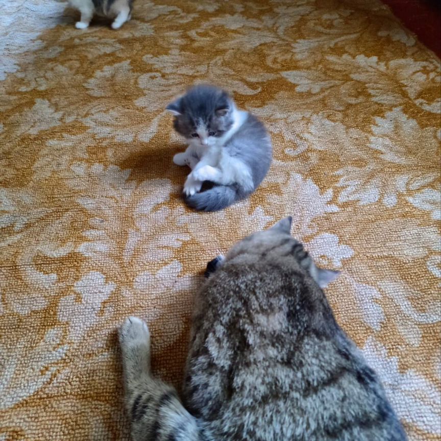 Котята в добрые руки