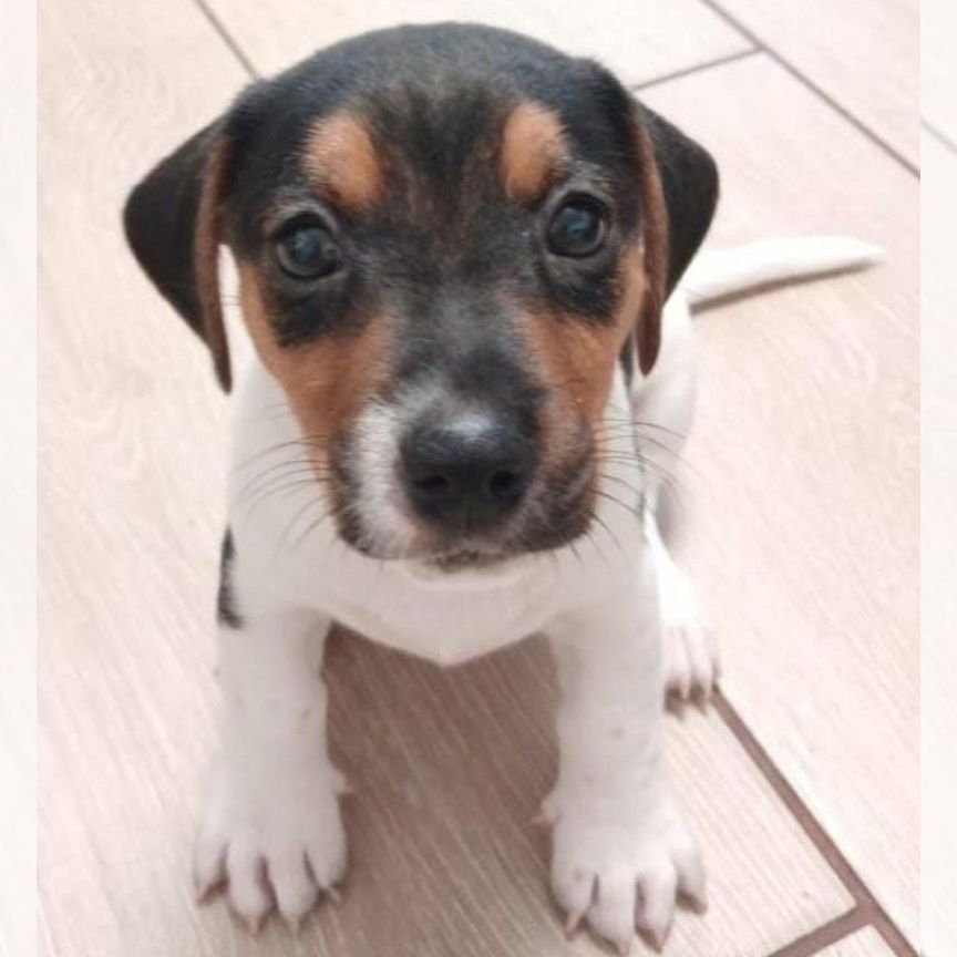 Джек-рассел-терьер, щенок