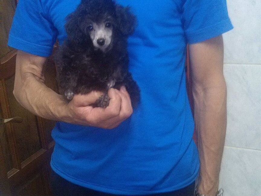 Карликовые пудели