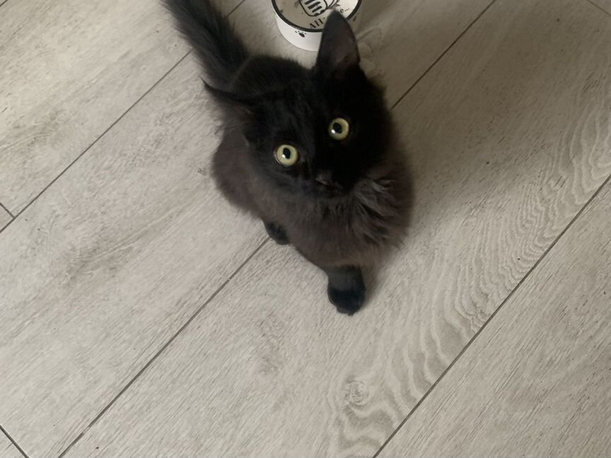 Черный котенок в добрые руки