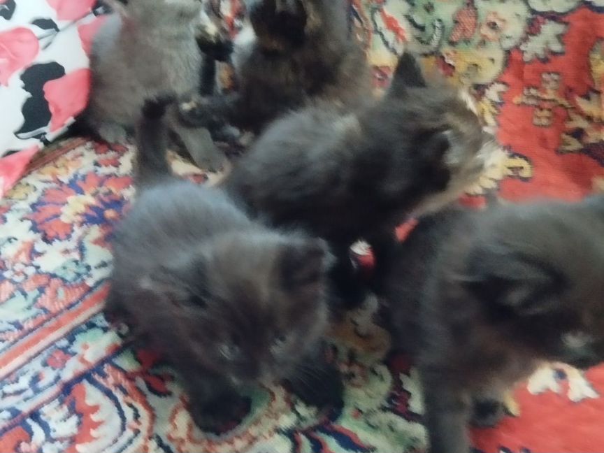 Котята отдам в добрые руки бесплатно