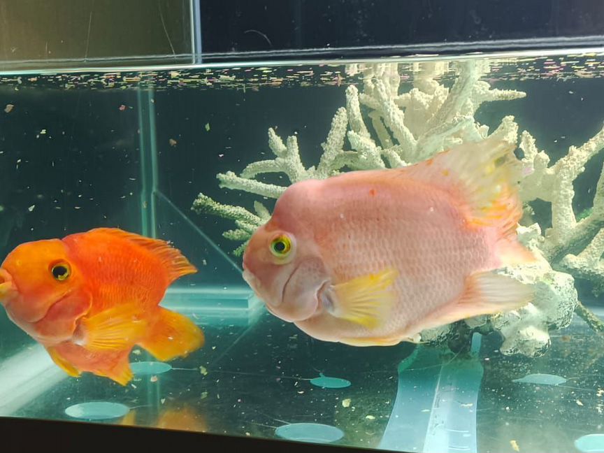 Аквариумные рыбки - попугаи