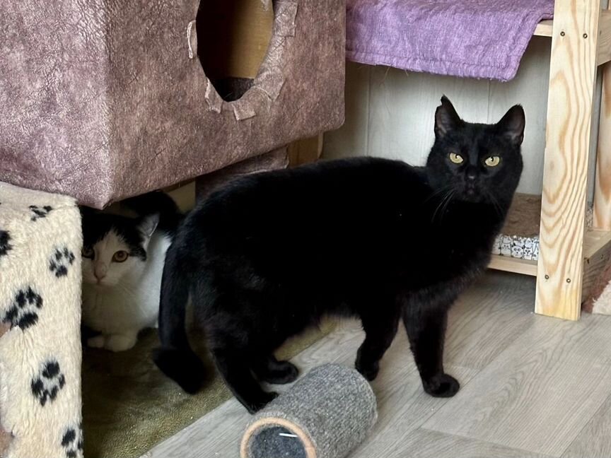 Кошка Ночка в добрые руки