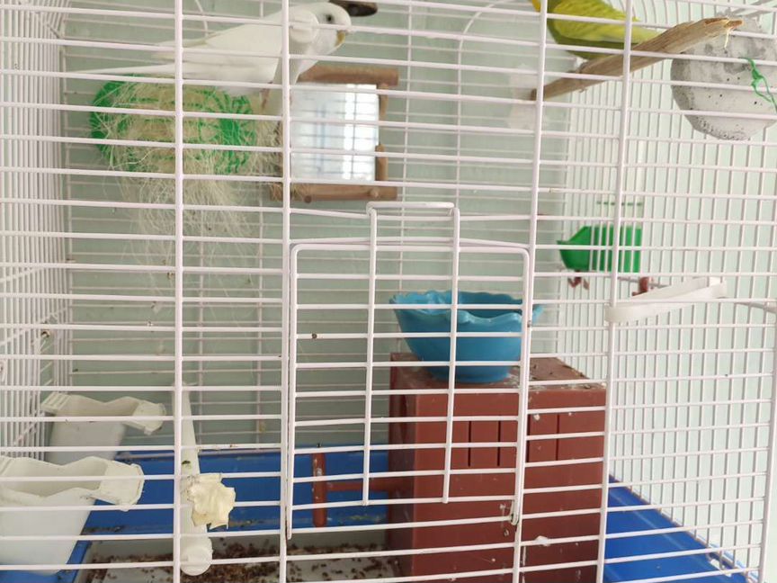 Продаю пару в месте с клеткой