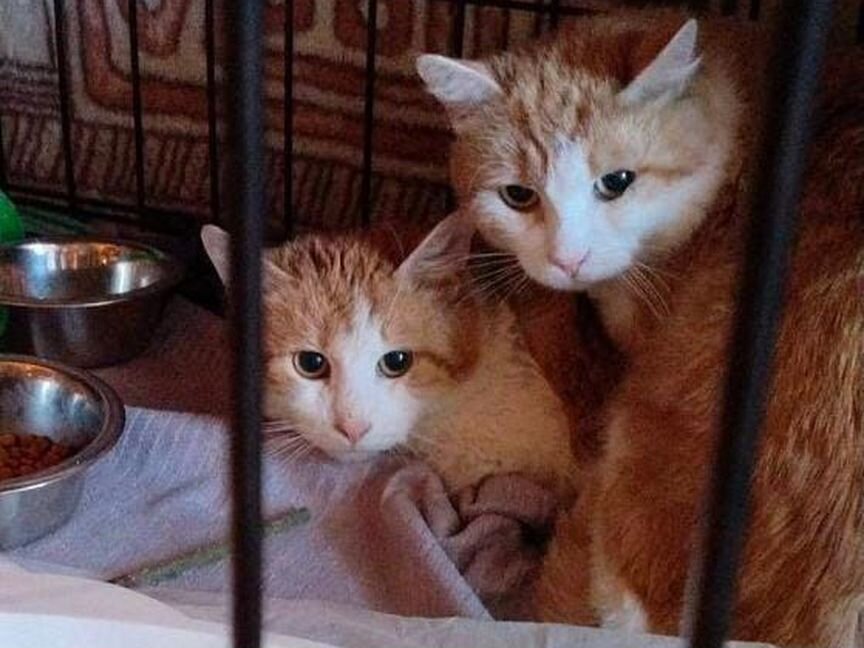 Рыжикам очень нужен дом