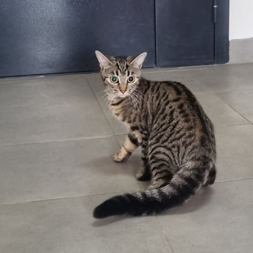 Котёнок в добрые руки