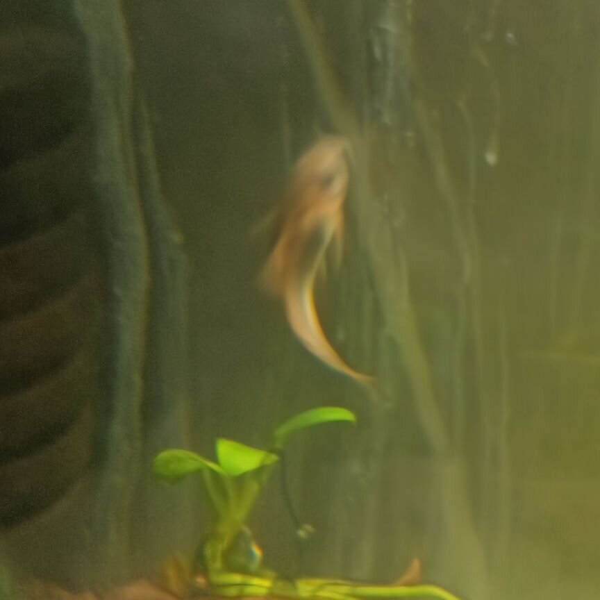 Сом Каредорус