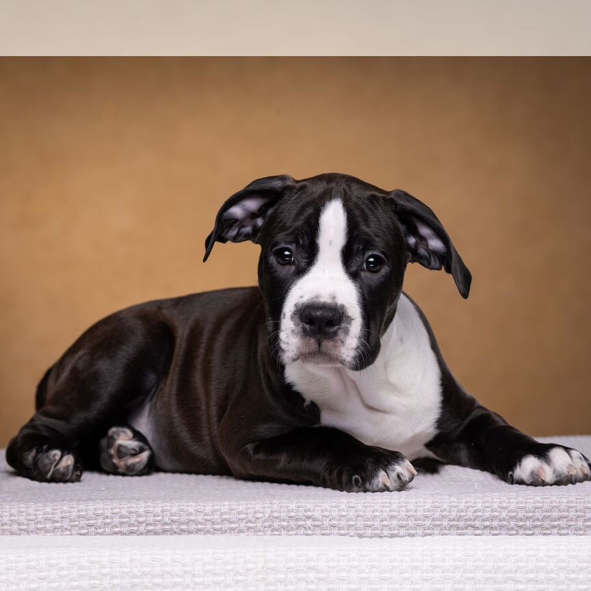 Американский стаффордширский терьер, щенок