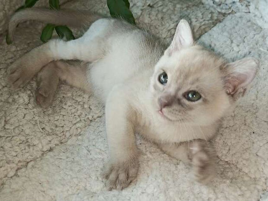 Котята в Лиловых окрасах