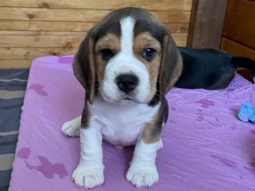 Щенок бигль