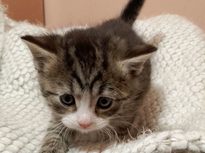 Котятки-ребятки