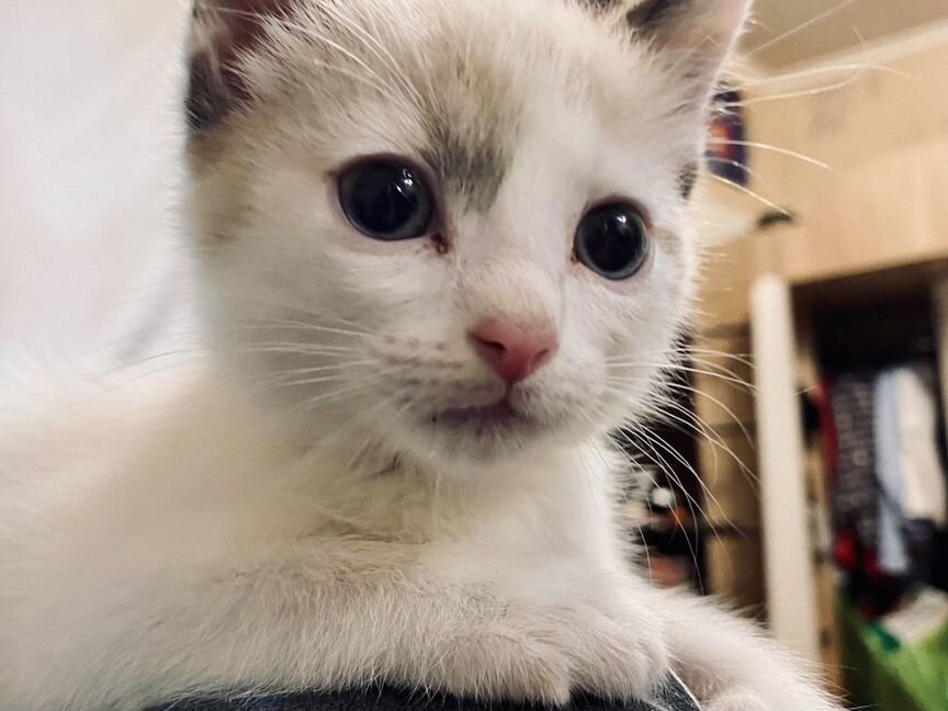 Котёнок девочка в добрые руки