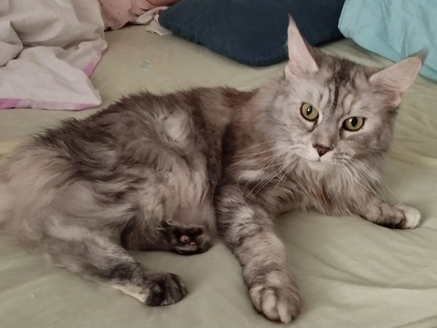 Кошка мейкун бесплатно