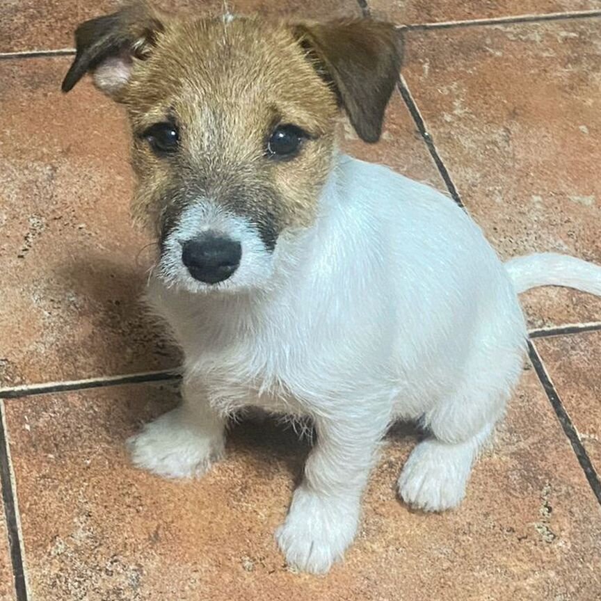 Щенки джек рассел терьер девочка