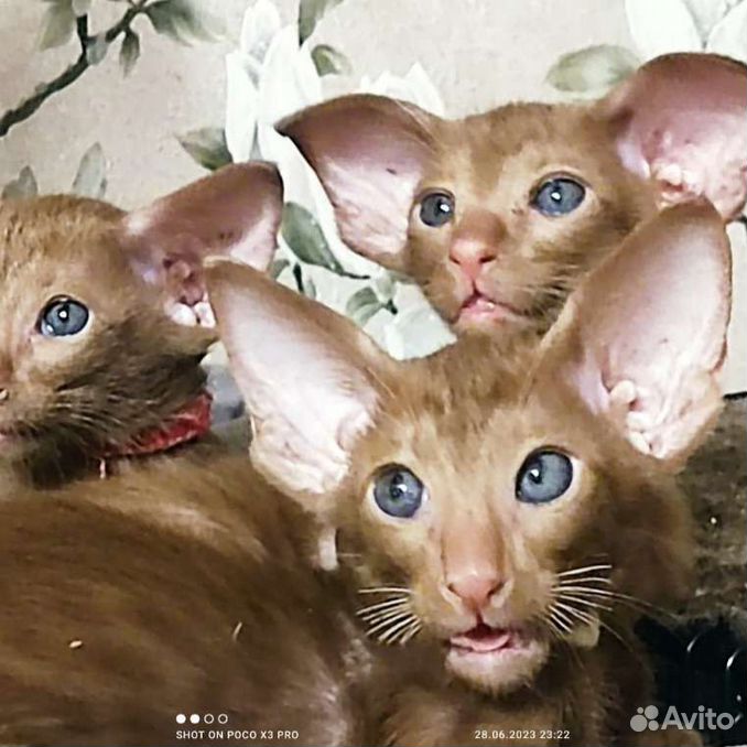 Ориентальные циннамоновые