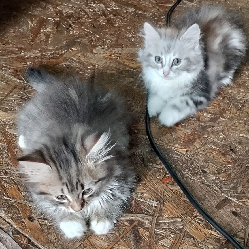 Котята