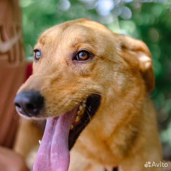 Спаси собаку из приюта. Баффи