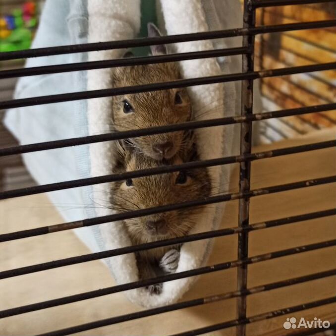 Отдам белочек дегу в добрые руки