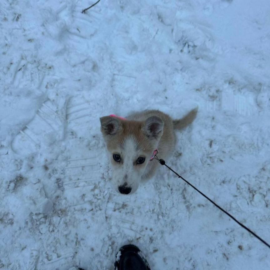 Одинокий щенок в дар