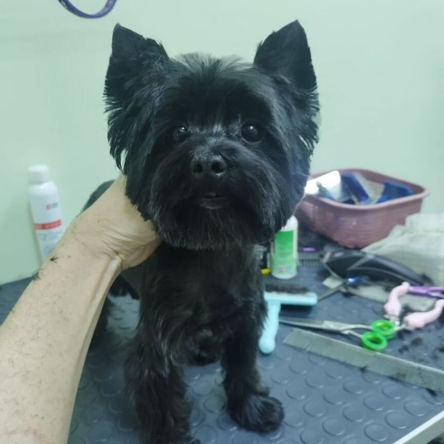 Черный йорк мальчик