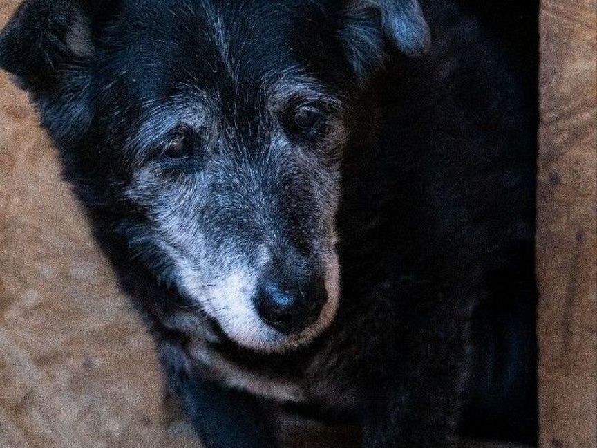 Одинокая маленькая старушка из приюта