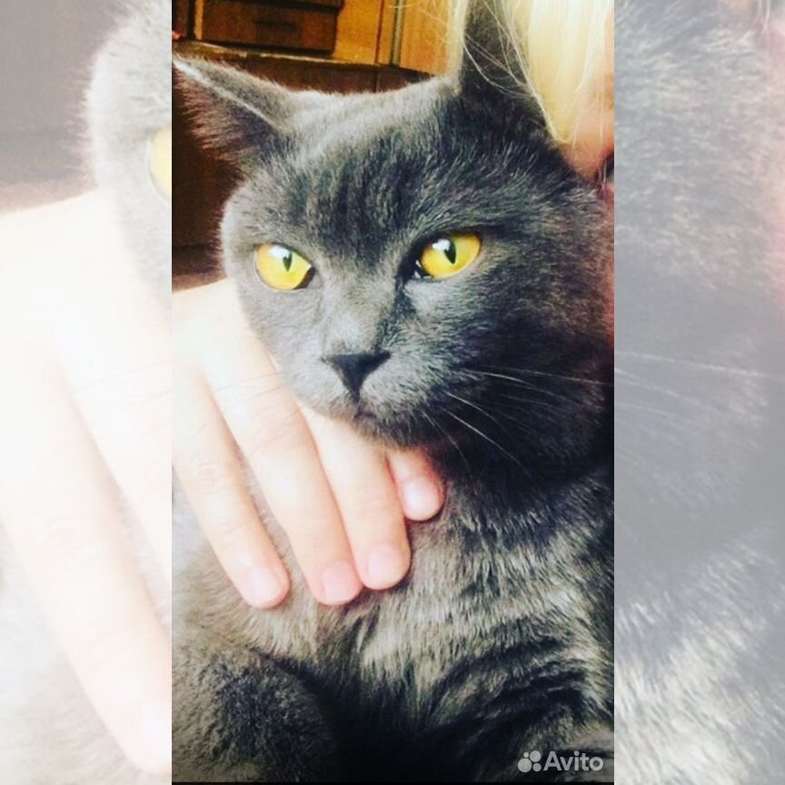 Кошки бесплатно