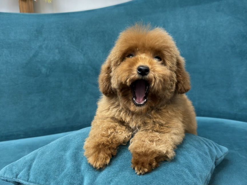 Той пудель тедди девочка РКФ