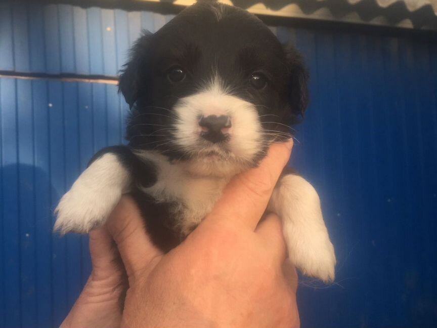 Отдам в добрые руки щенков,1 месяц
