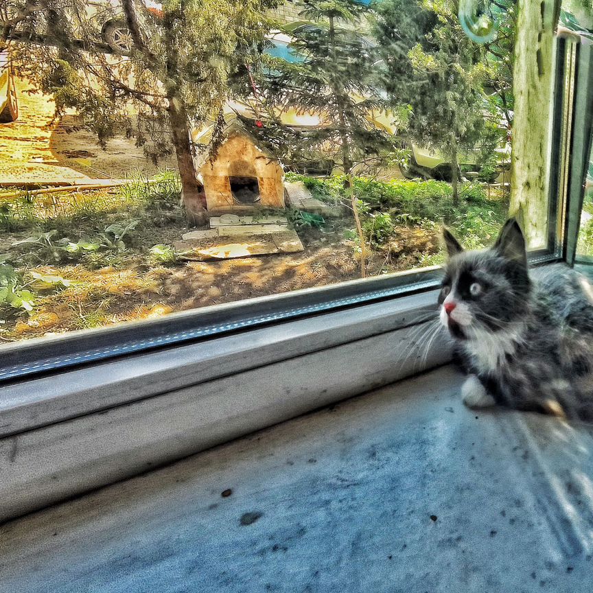 Котенок мальчик