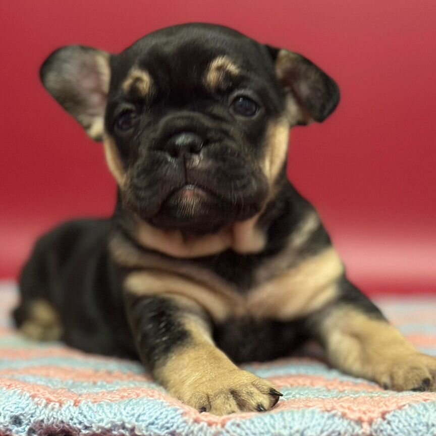 Французский бульдог, щенок