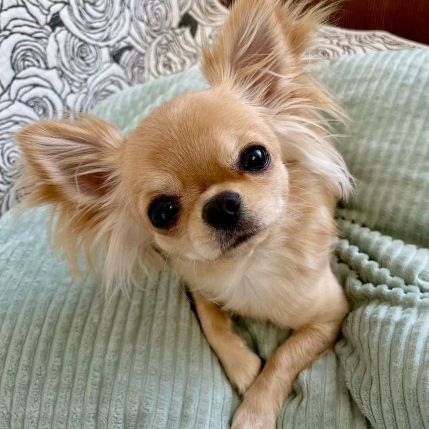 Отдам щенка Чихуахуа