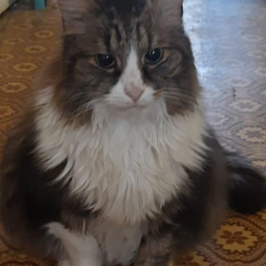 Котик ищет хозяина