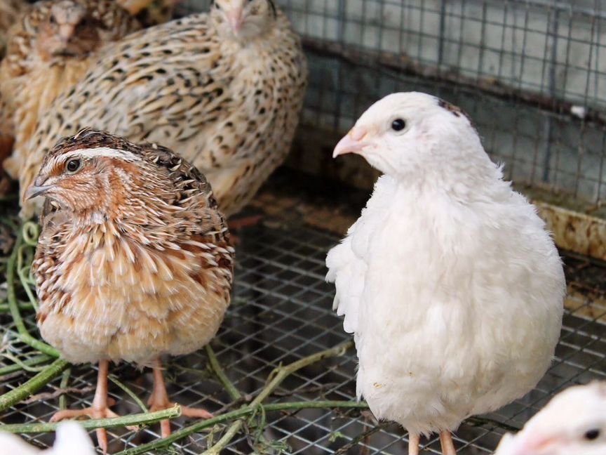 Продам перепелов