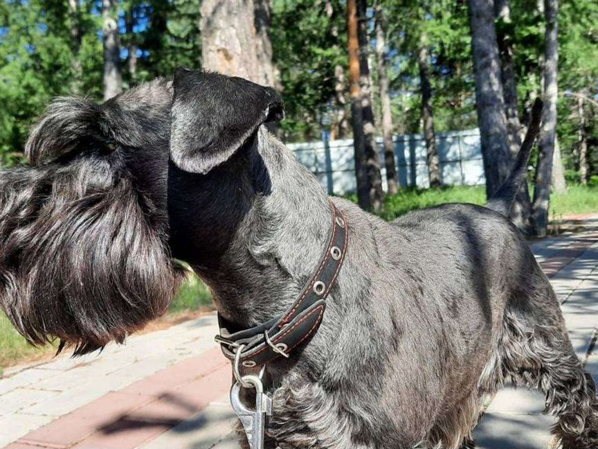 Вязка Цвергшнауцер
