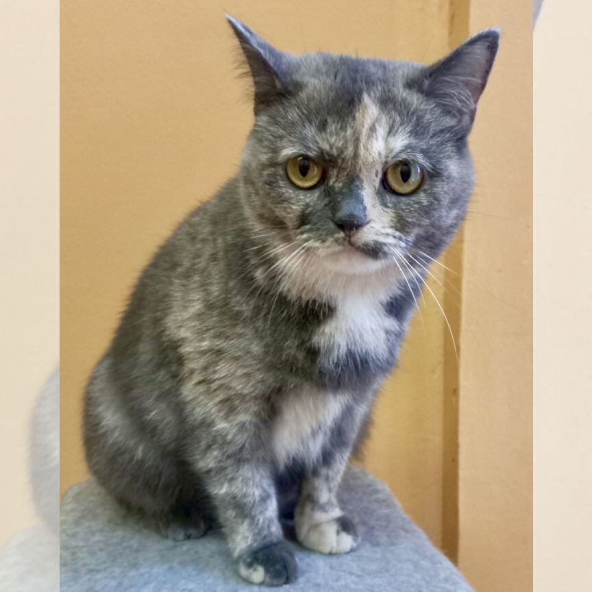 Кошечка из приюта