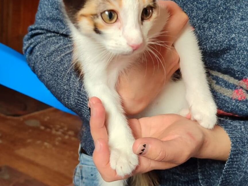 Ася стрекоза-охотница ищет дом