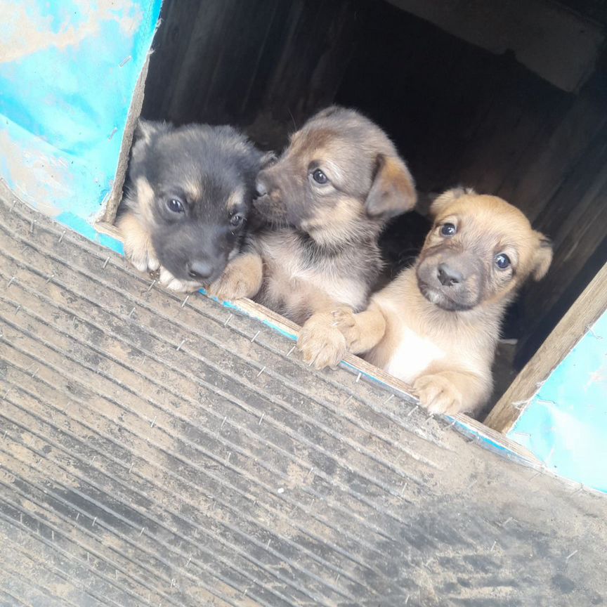 Щенок в добрые руки