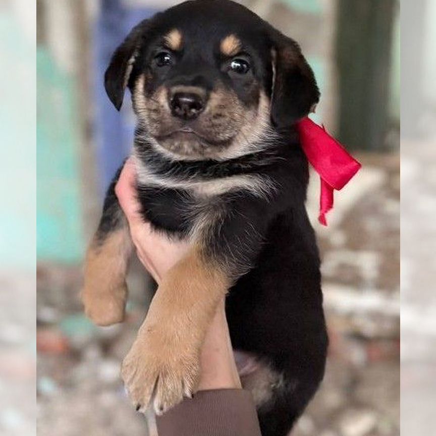 Щенок в добрые руки