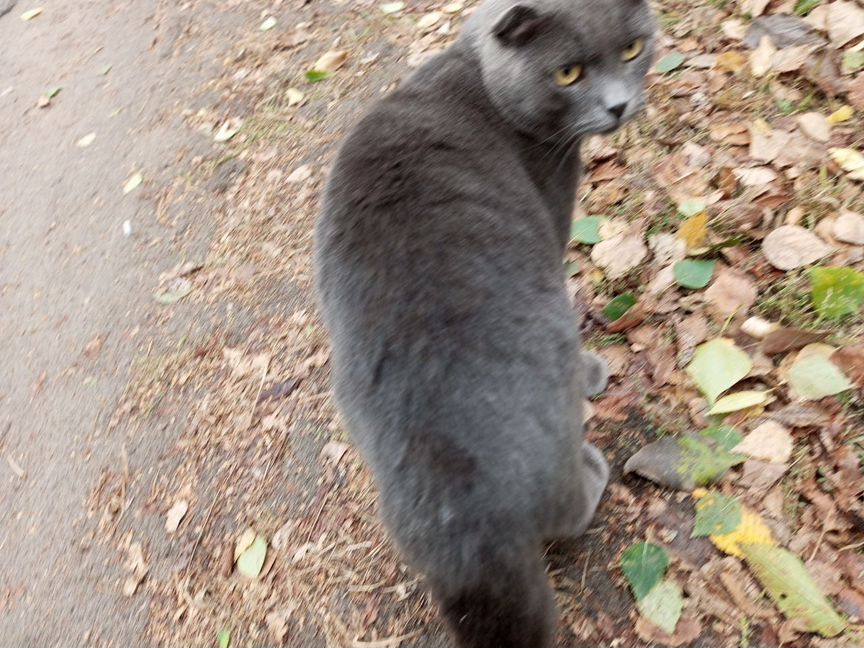 Чей кот