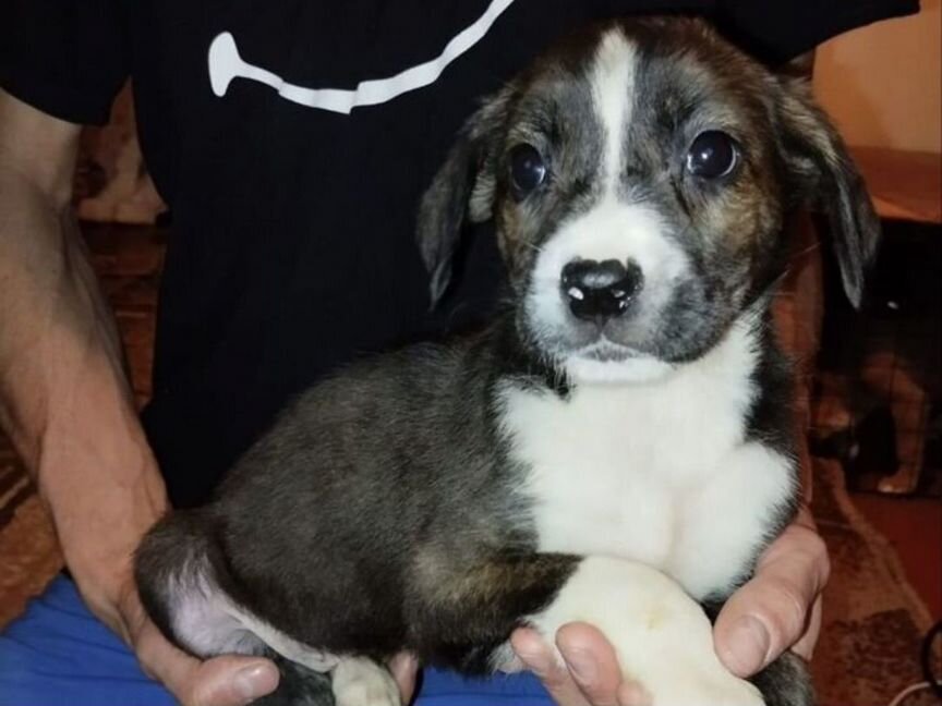 Щенки пит + стафф