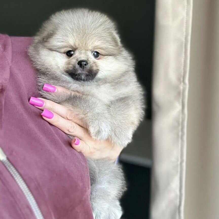 Немецкий шпиц, щенок