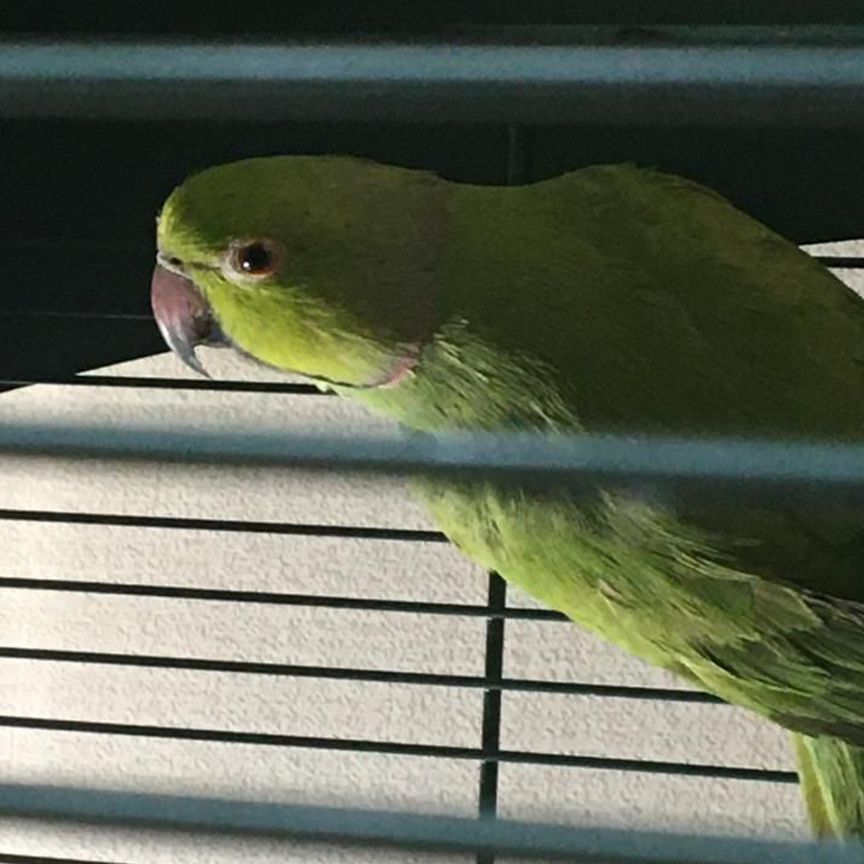 Ожереловый индийский попугай, взрослый