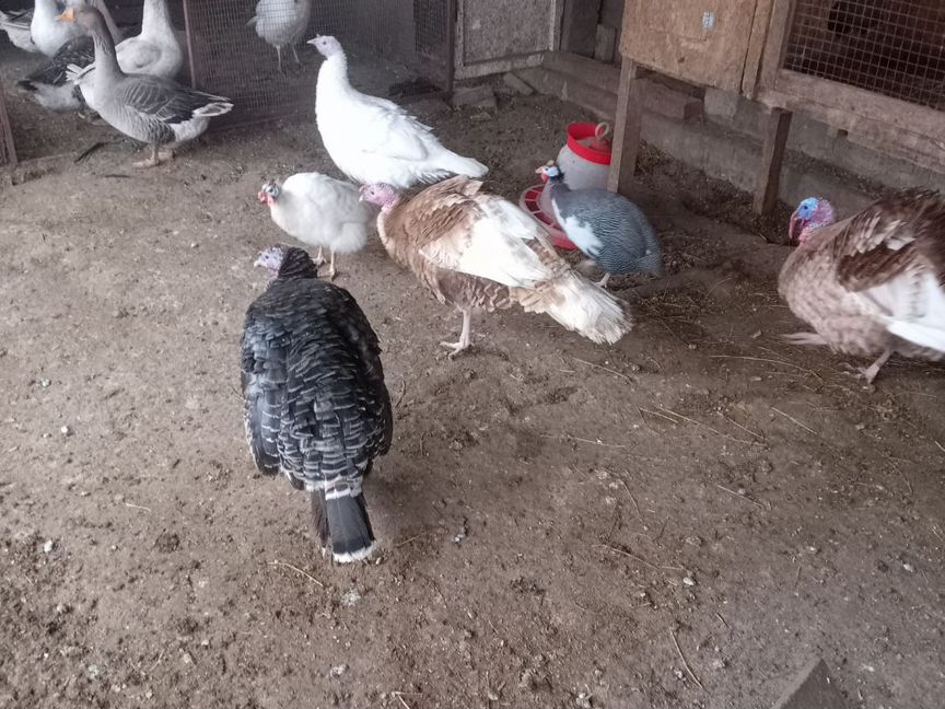 Семья индюков, два гуска Линда